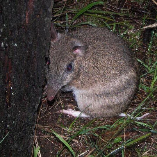 Eastern Barred Bandicoots - HIRL